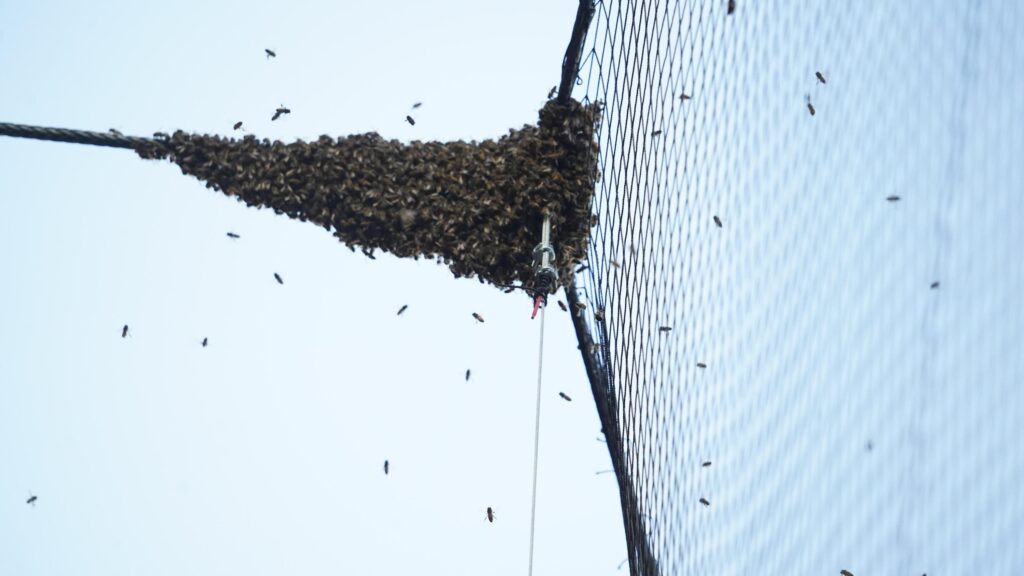 Diamondbacks-Dodgers game delayed by swarm of bees